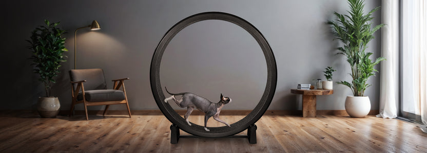 Cat Exercise Wheel · Giant Scratching Tower · One Fast Cat
