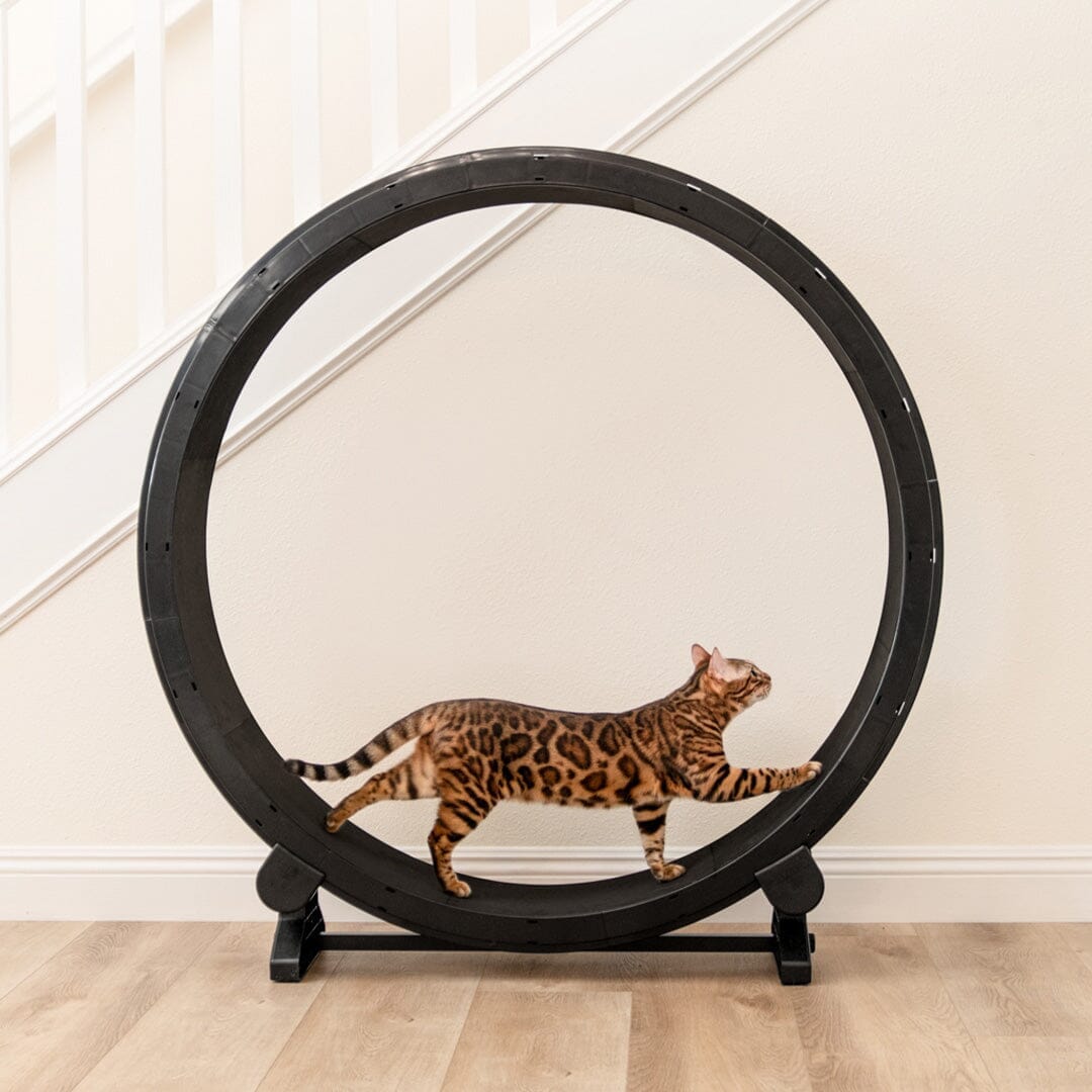 Cat Exercise Wheel by One Fast Cat | Made in California