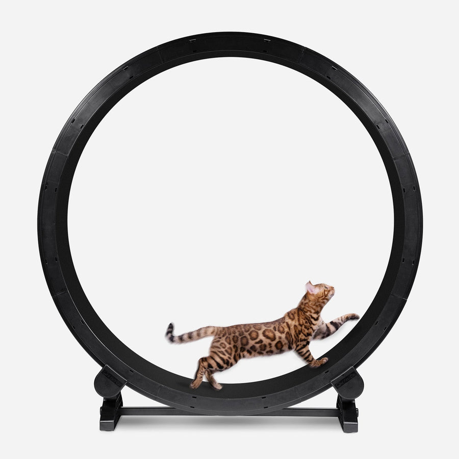 Cat Exercise Wheel · Interactive Cat Furniture · One Fast Cat