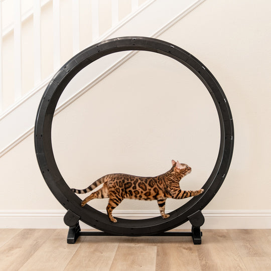 Cat Exercise Wheel · Giant Scratching Tower · One Fast Cat