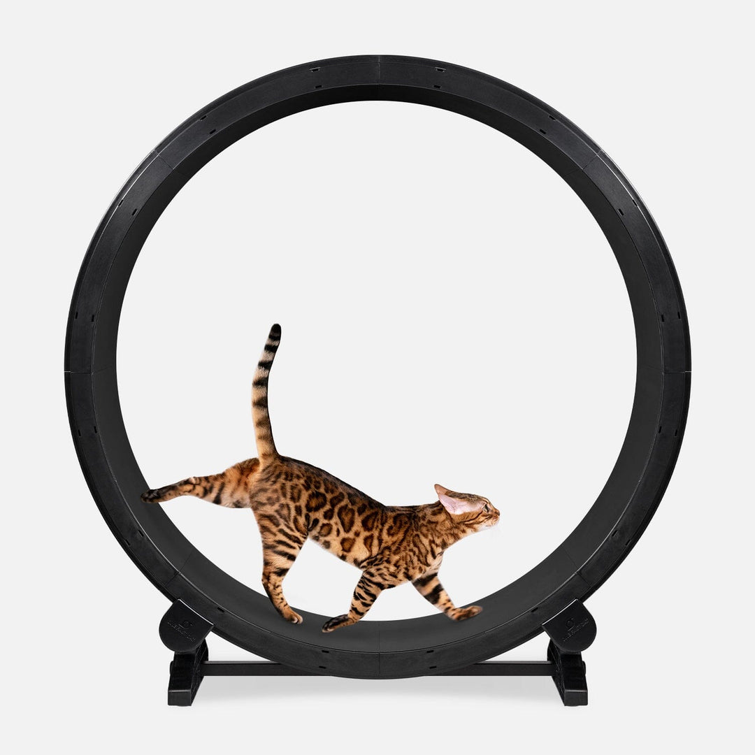 Cat Exercise Wheel by One Fast Cat | Made in California