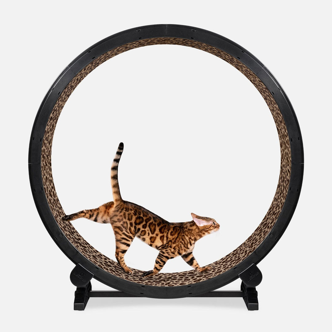 Cat Exercise Wheel by One Fast Cat | Made in California