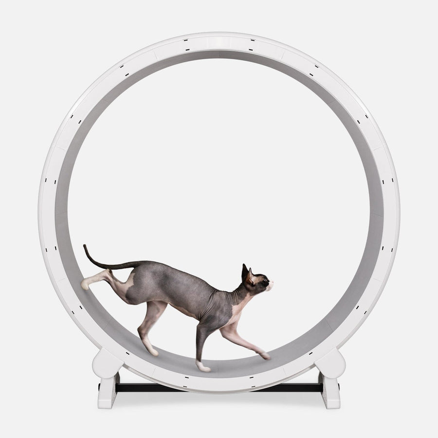 Cat Exercise Wheel by One Fast Cat | Made in California