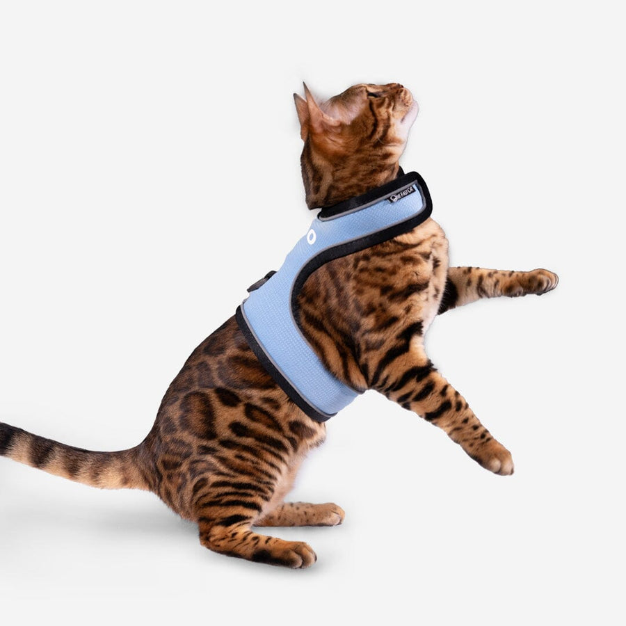 Cat Exercise Wheel · Giant Scratching Tower · One Fast Cat