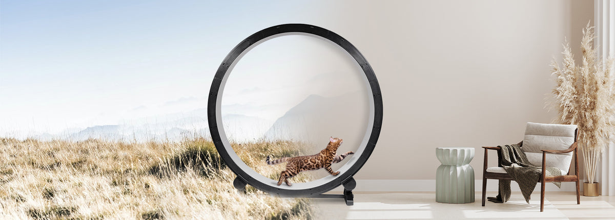 Cat Exercise Wheel · Interactive Cat Furniture · One Fast Cat