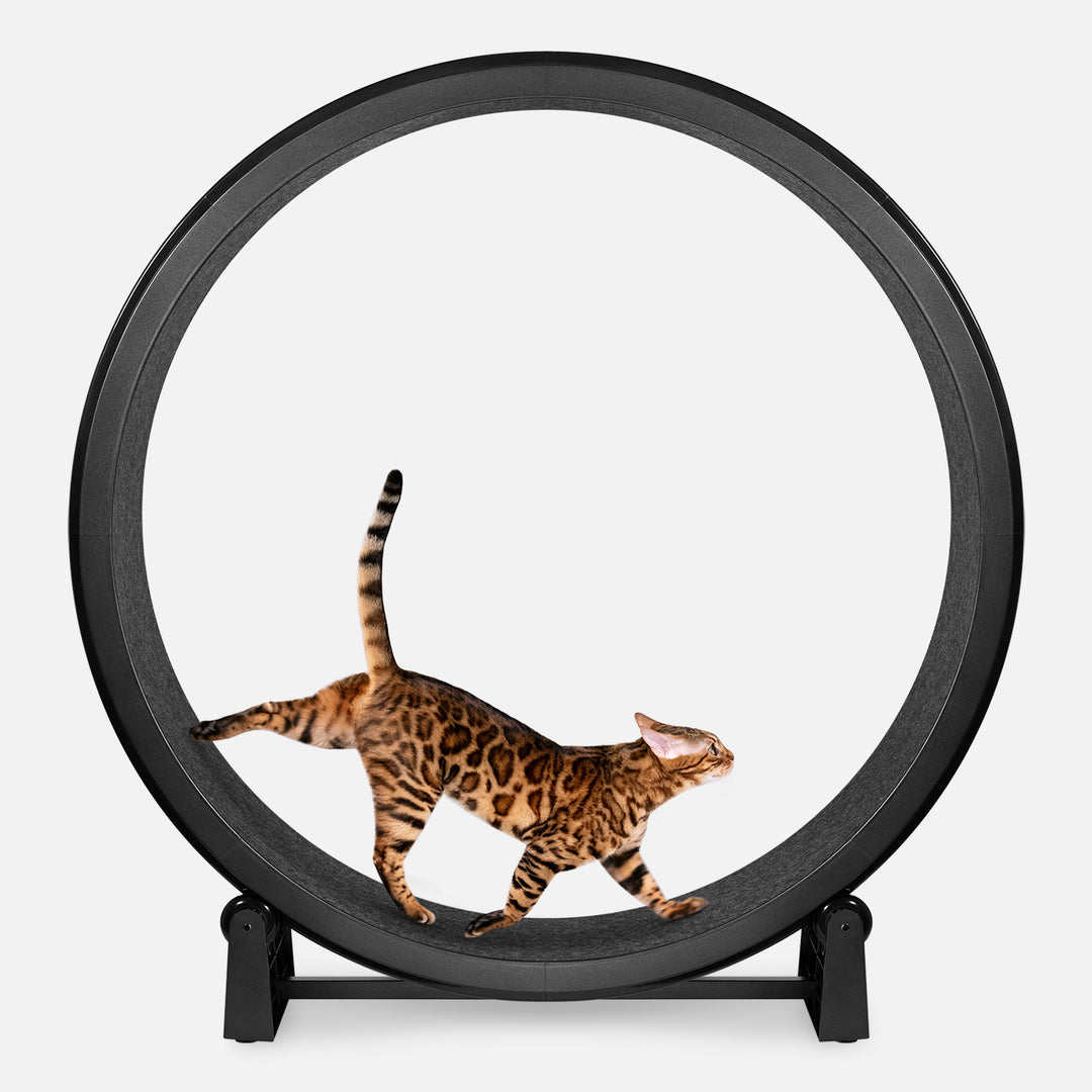 Cat Exercise Wheel by One Fast Cat | Made in California