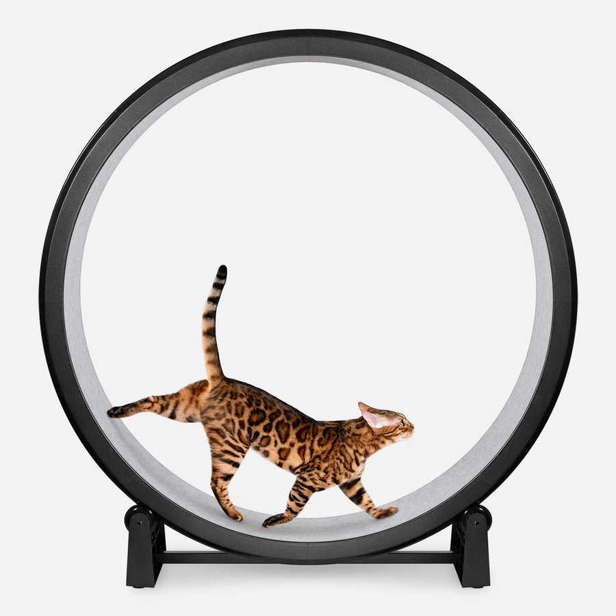 Cat Exercise Wheel by One Fast Cat | Made in California