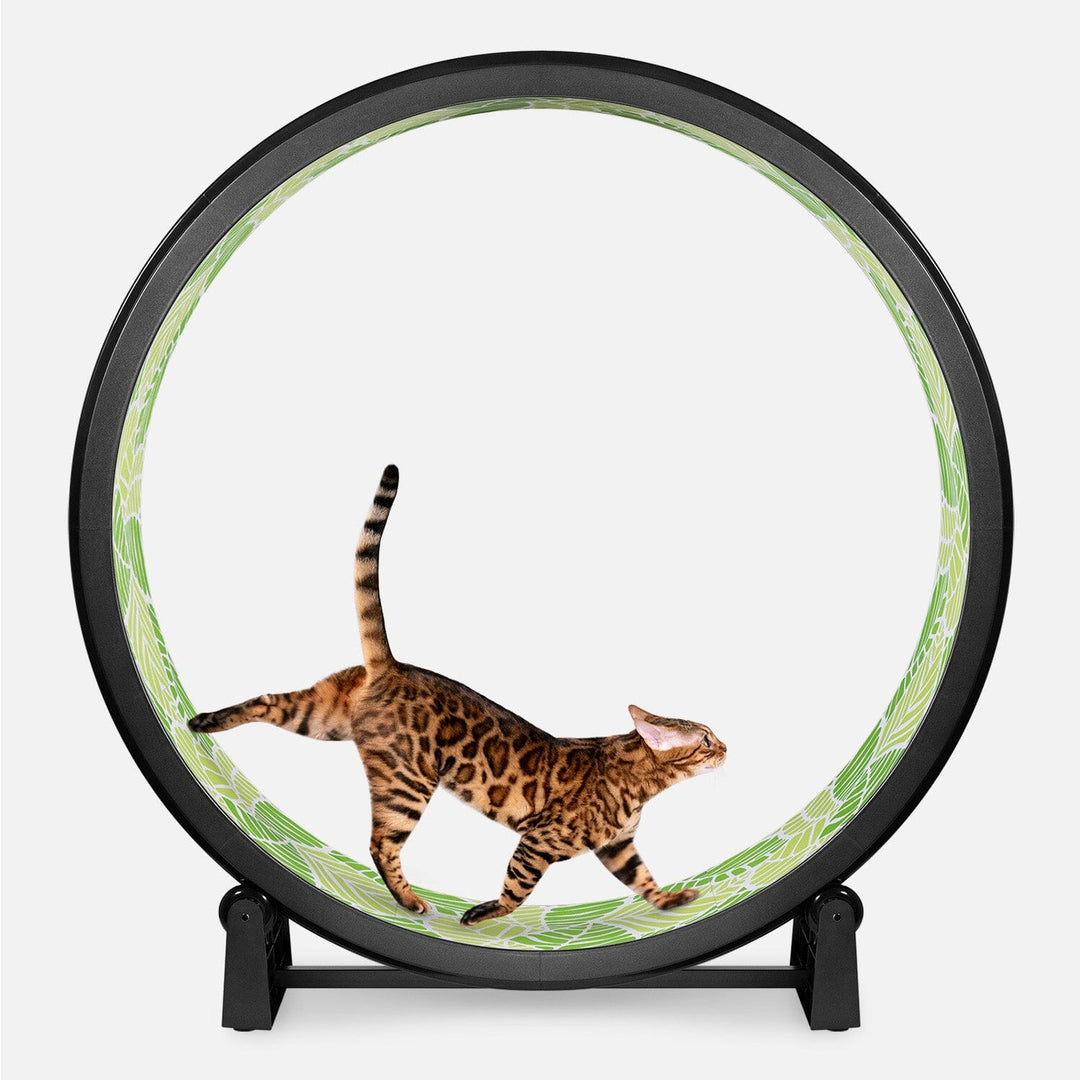 Cat Exercise Wheel by One Fast Cat | Made in California