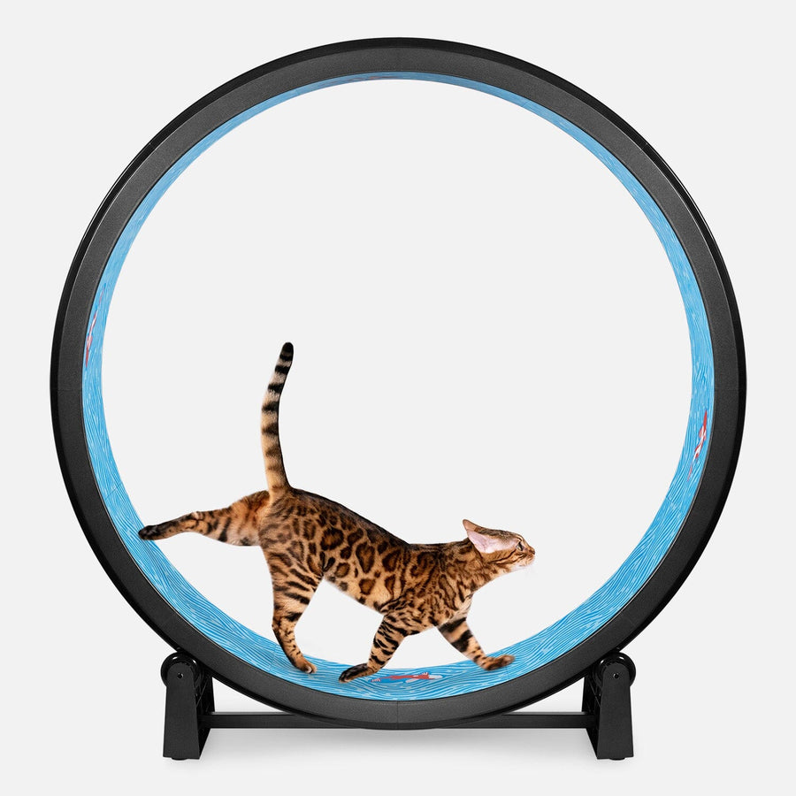 Cat Exercise Wheel by One Fast Cat | Made in California