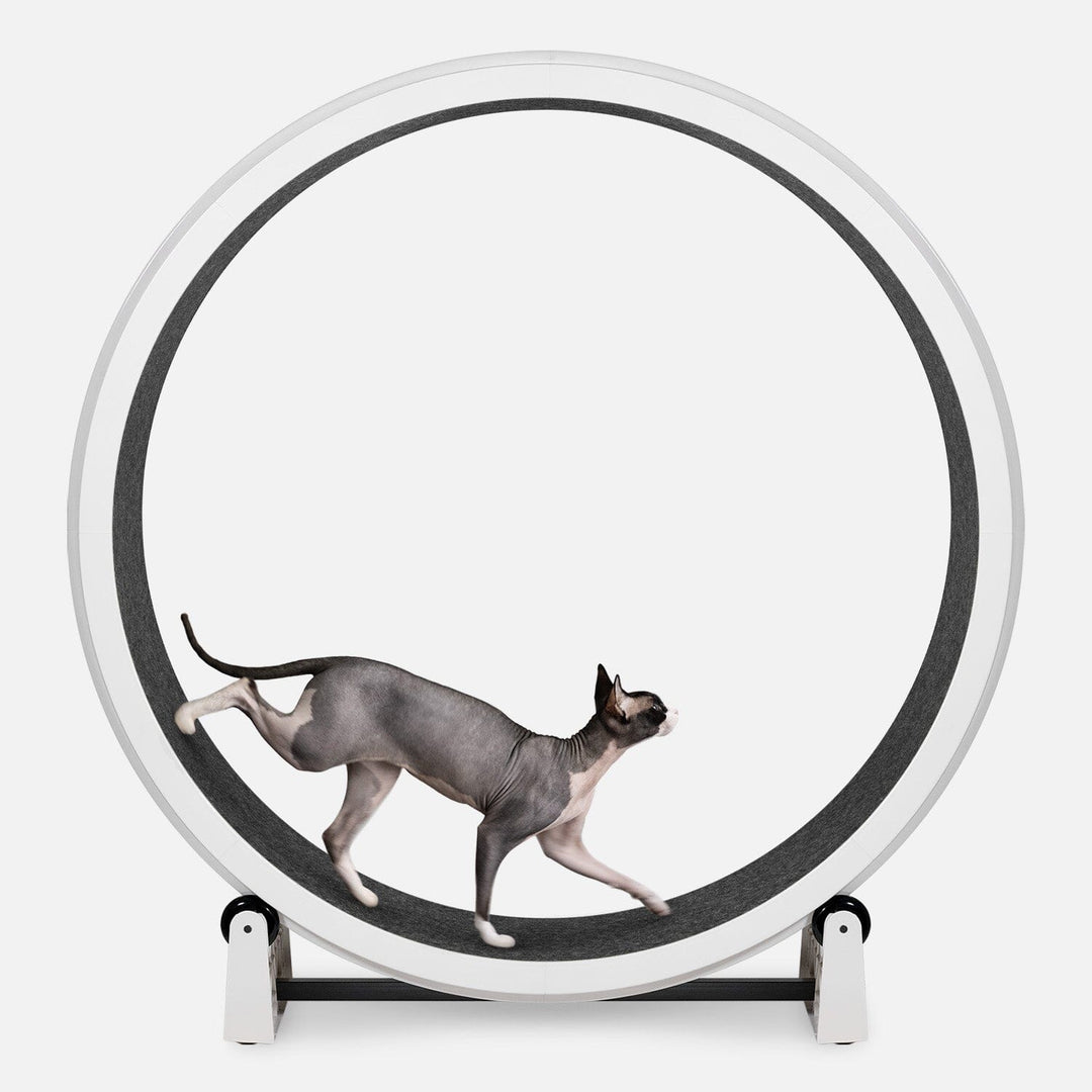 Cat Exercise Wheel by One Fast Cat | Made in California