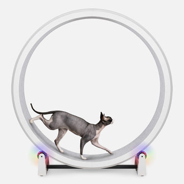 Cat Exercise Wheel by One Fast Cat | Made in California