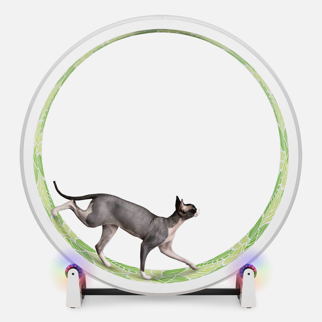 Cat Exercise Wheel by One Fast Cat | Made in California