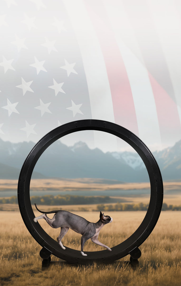 Cat Exercise Wheel · Interactive Cat Furniture · One Fast Cat