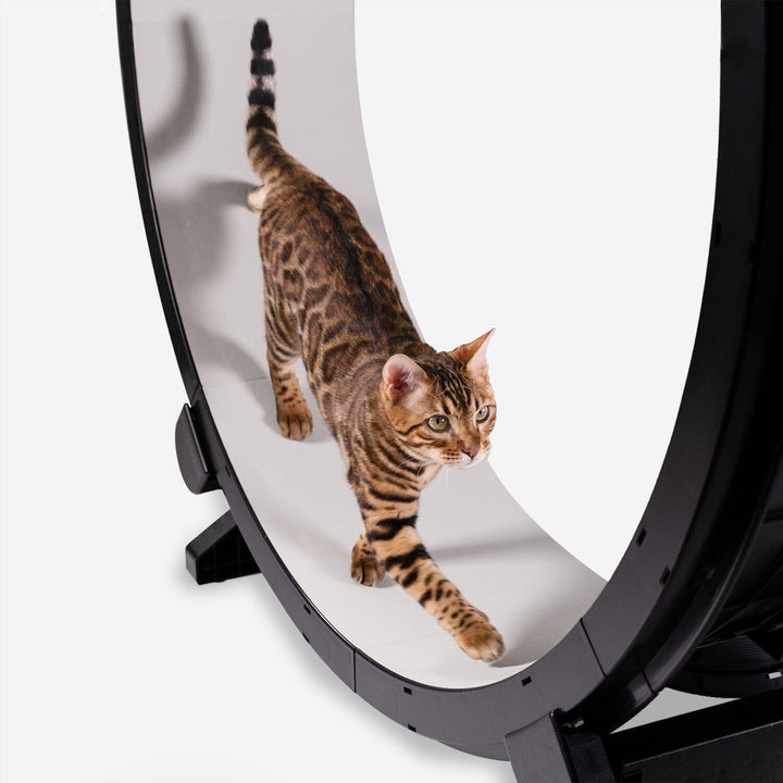 Cat Exercise Wheel by One Fast Cat | Made in California
