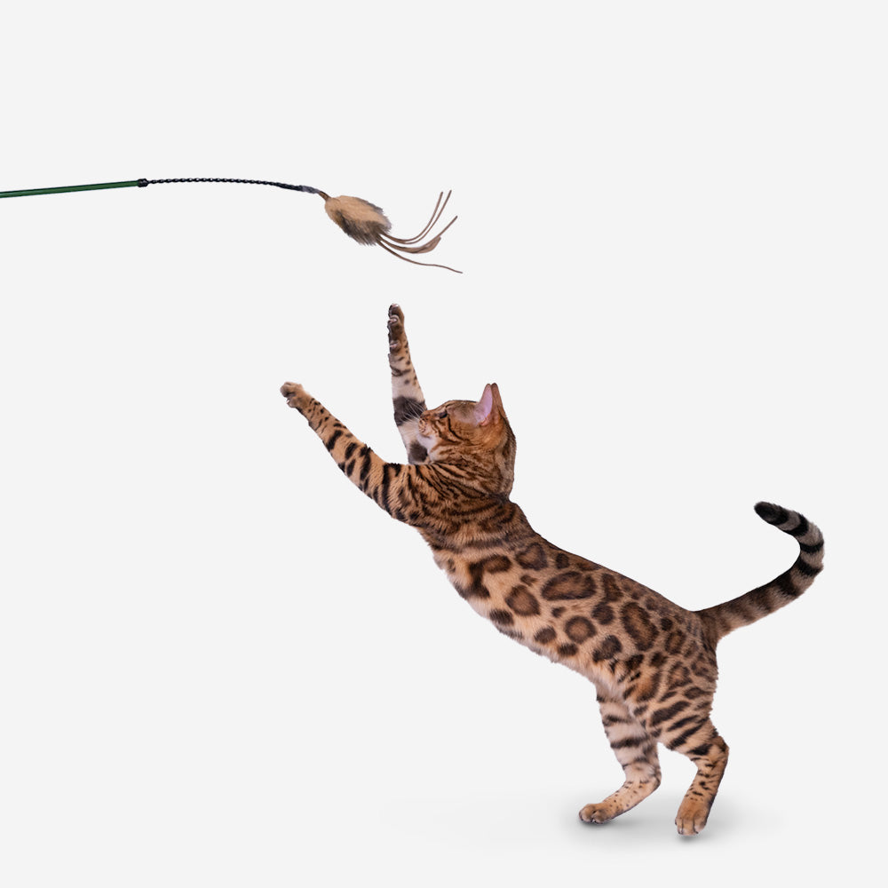 Cat Exercise Wheel · Giant Scratching Tower · One Fast Cat